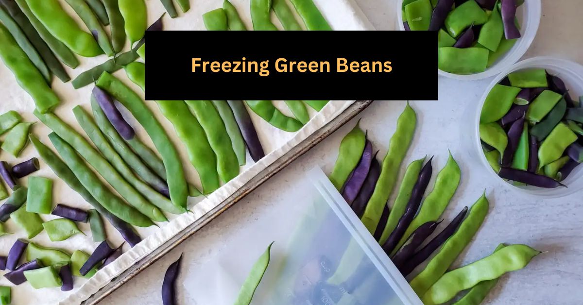 Freezing Green Beans: A Guide to Preserving Freshness